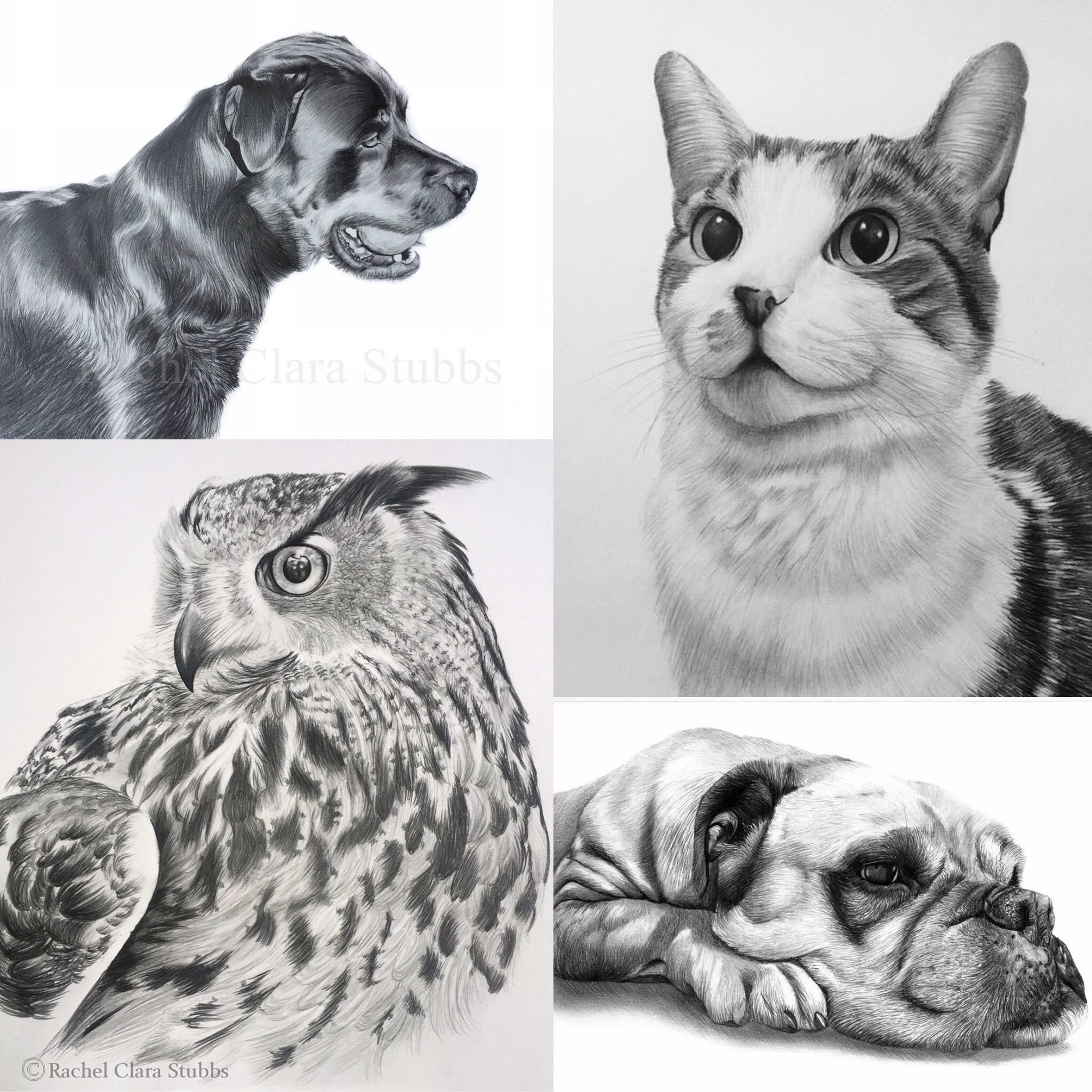 Rachel Clara Stubbs | Pet and Wildlife Artist